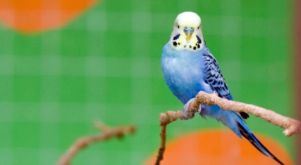 9 Fun Facts about the Budgerigar Bird - Imaginary Junior