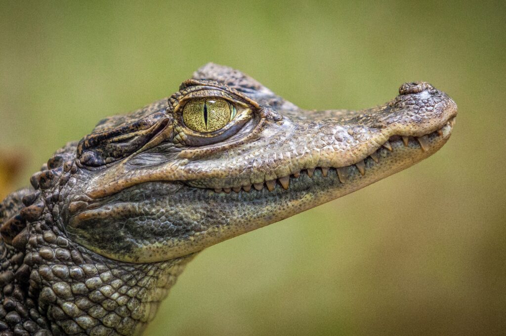 10 Interesting Facts About Alligators - Imaginary Junior