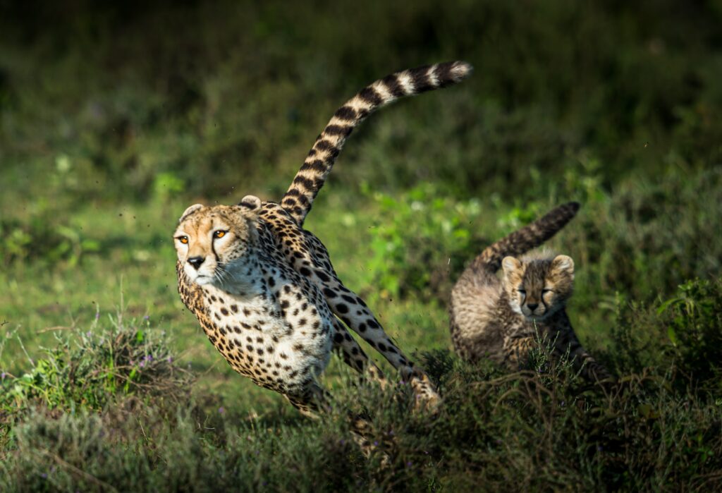 7 Fun Facts About Cheetahs - Imaginary Junior
