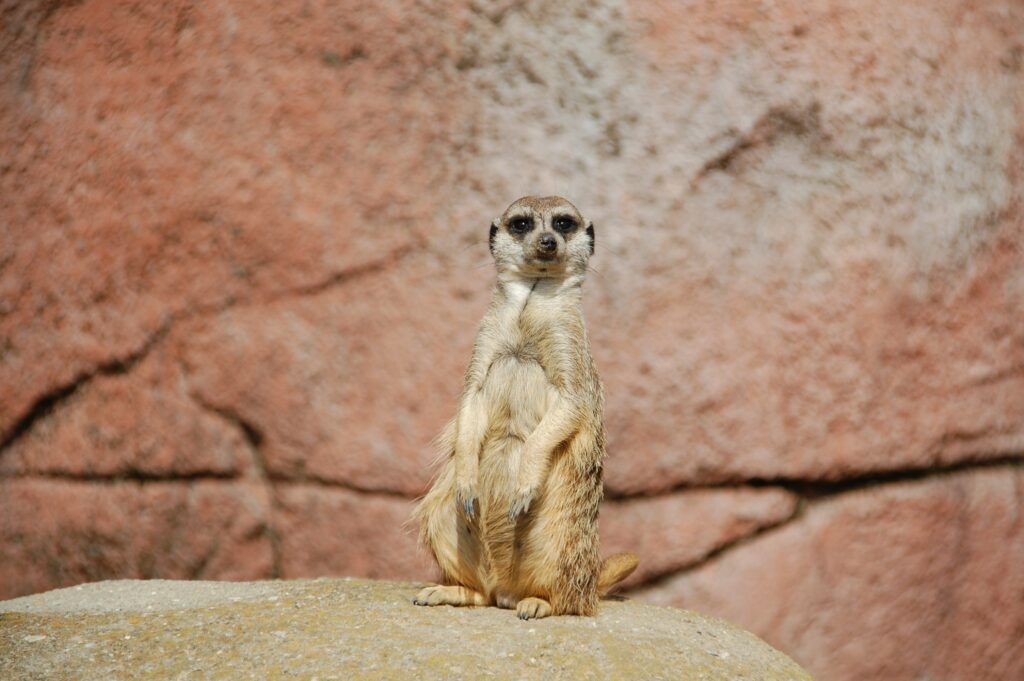 9 Marvelous Facts about Meerkats - Imaginary Junior