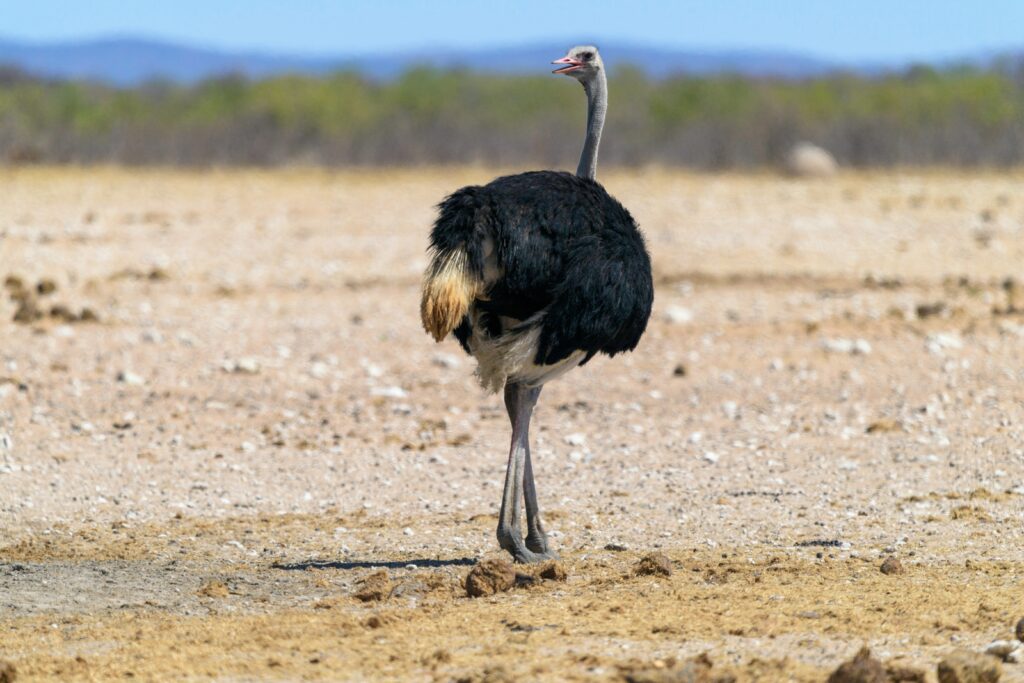 8 Quick Facts on the Long-necked Ostrich - Imaginary Junior