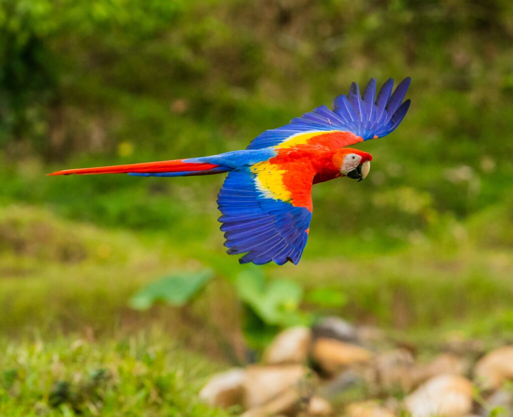 14 Fun Facts about Parrots - Imaginary Junior