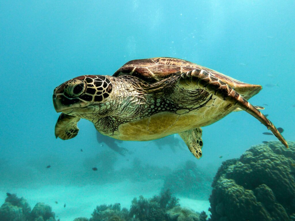 11 Fun Facts about Sea Turtles You Wouldn’t Want to Miss - Imaginary Junior