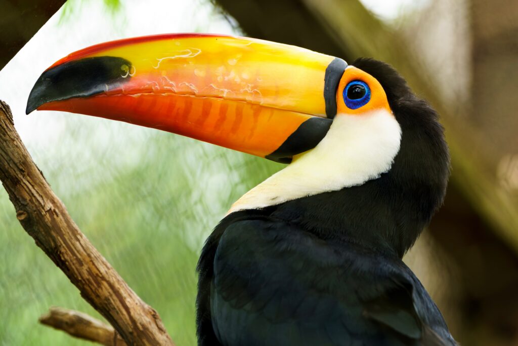 7 Fun Facts About Toucans - Imaginary Junior