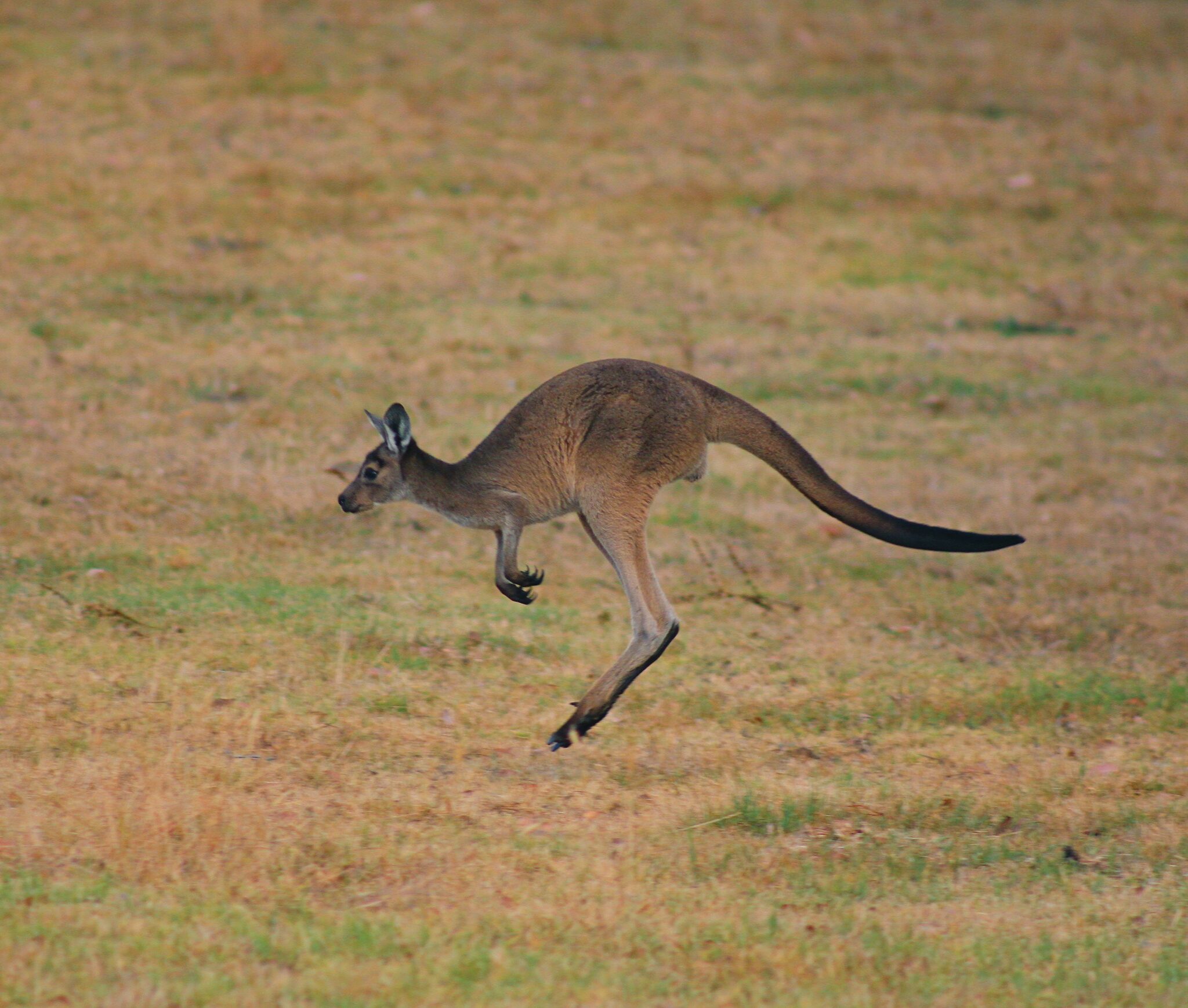 Fun Facts about Kangaroos - Imaginary Junior