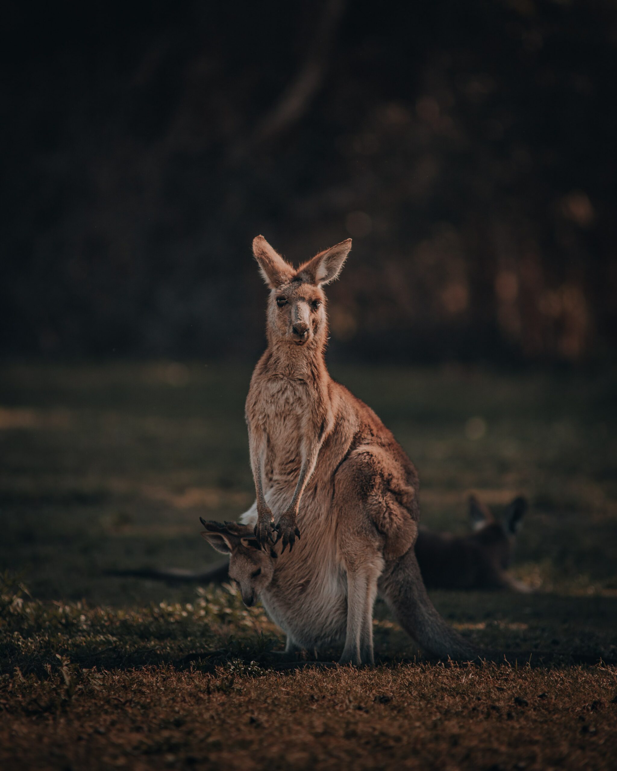 Fun Facts about Kangaroos - Imaginary Junior