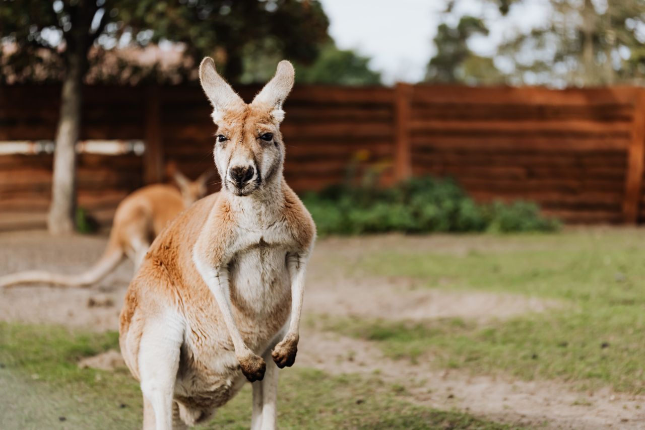 Fun Facts about Kangaroos - Imaginary Junior