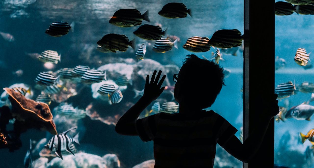 Just Keep Swimming With These 6 Popular Pet Fish - Imaginary Junior