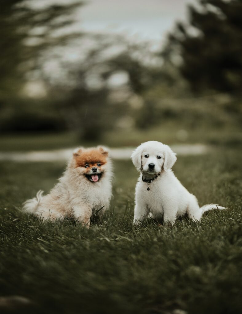 8 Playful Facts On Your Precious Puppies - Imaginary Junior