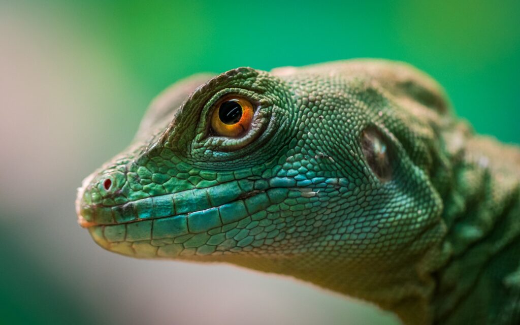 Fun Facts About Popular Reptiles - Imaginary Junior